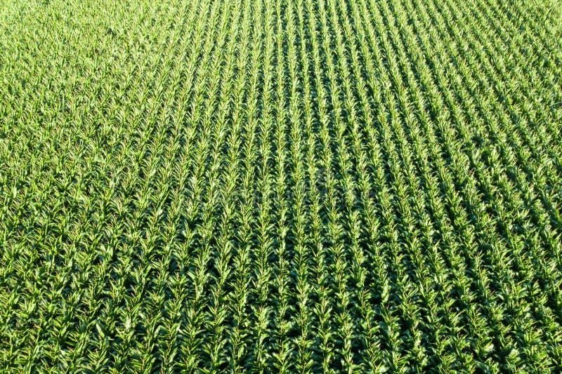 Corn Field Grain Drone View Aerial Photo Stock Image - Image of birds ... Corn Field Grain Drone View Aerial Photo Stock Image - Image of birds ...