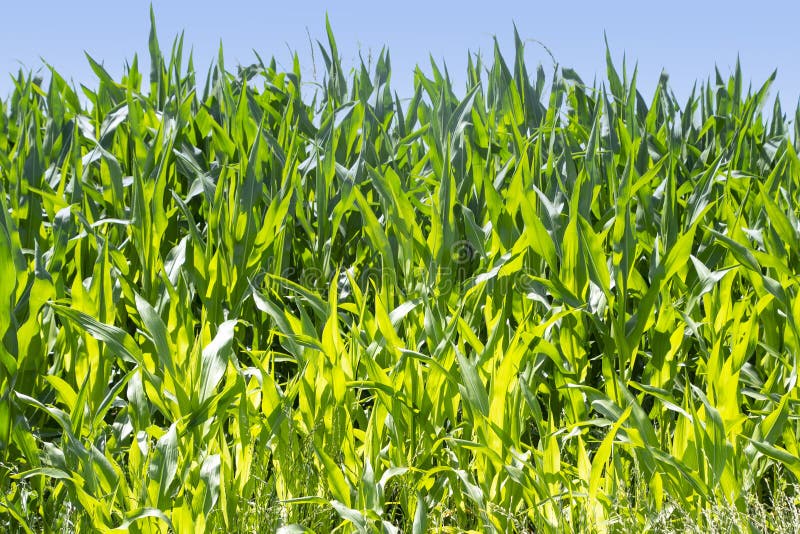 Corn in the Corn Field, Green Corn Field on Blue Sky Day Background ...