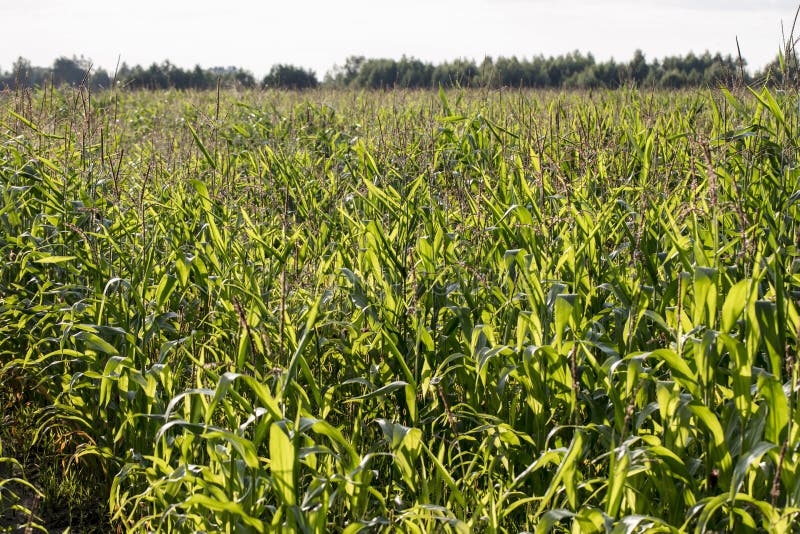 Corn Field, Green Corn Plants Stock Image - Image of blue, aerial ...
