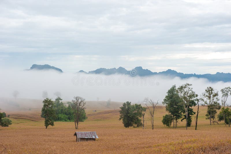 Corn field stock image. Image of farm, animals, country - 67899167