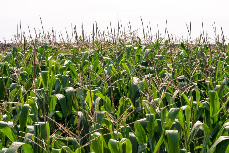 Corn field stock image. Image of field, corn, agricultural - 63138881