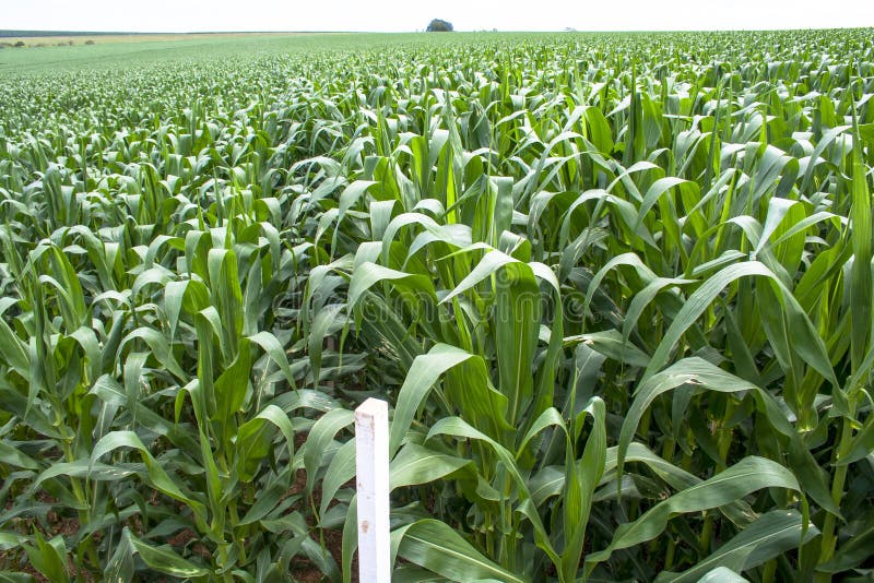 Corn field stock image. Image of cultivating, cereal - 63139579