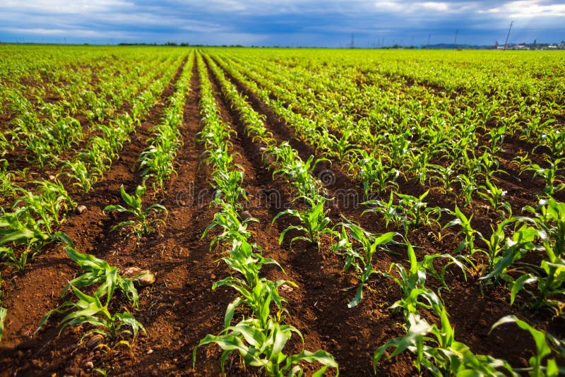 Corn field stock image. Image of agriculture, land, landscape - 38876467