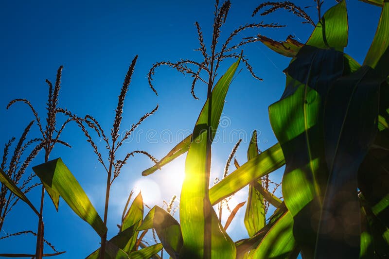 Corn Field with Green Leaves from Below with Bright Sunshine and Blue ...