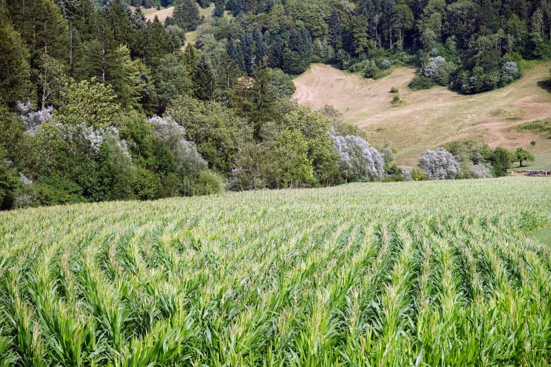 Corn field stock photo. Image of horizon, foliage, agriculture - 65021526