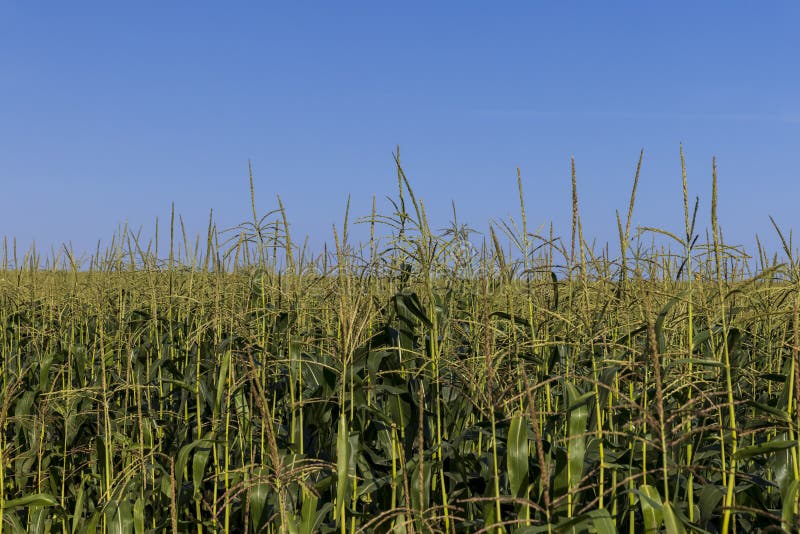 Corn Field with Green Plants Stock Photo - Image of unripe, farm: 378906758