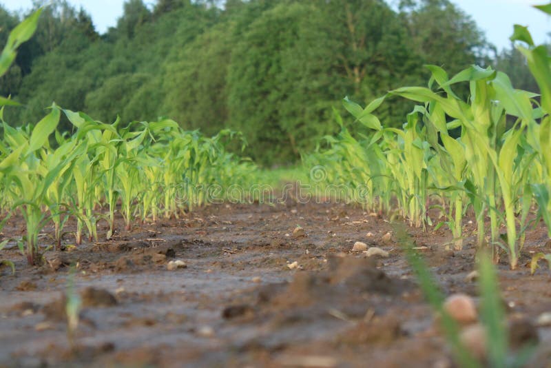 Corn field stock image. Image of crop, field, manual - 41844541