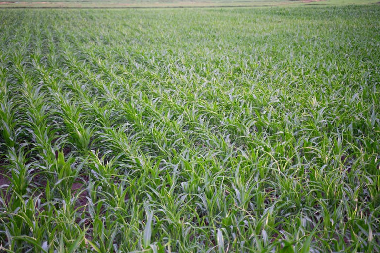 Corn Leaf Growth Stages Stock Photos - Free & Royalty-Free Stock Photos ...