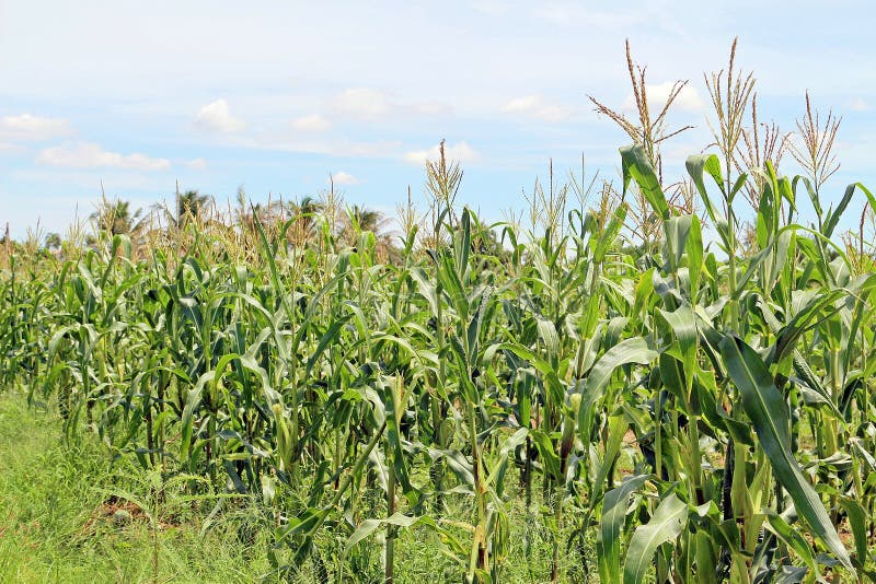 Corn field stock photo. Image of plant, grain, land - 196582078
