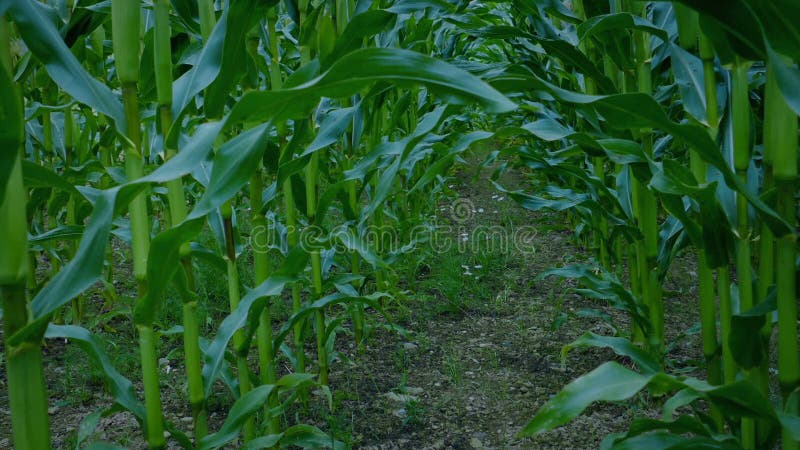 Corn Field Ground Level Shot in the Evening Stock Footage - Video of ...