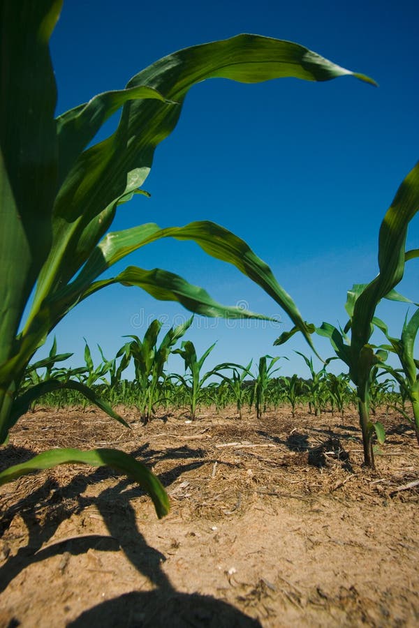 Corn field stock image. Image of corn, harvest, sunlight - 2897781