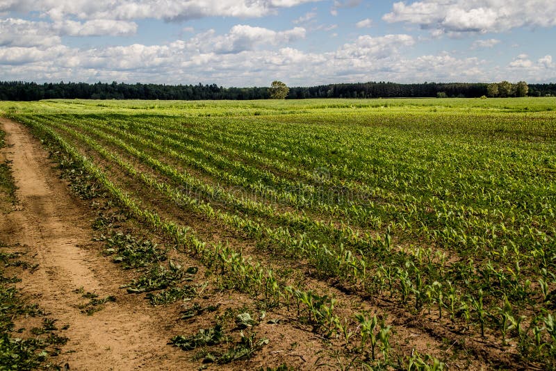 Corn field growing stock image. Image of early, urban - 73246817