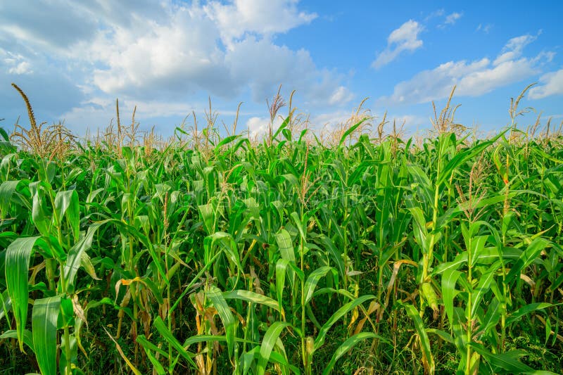 Corn Field, Growing Corn Against Blue Sky Stock Photo - Image of ...