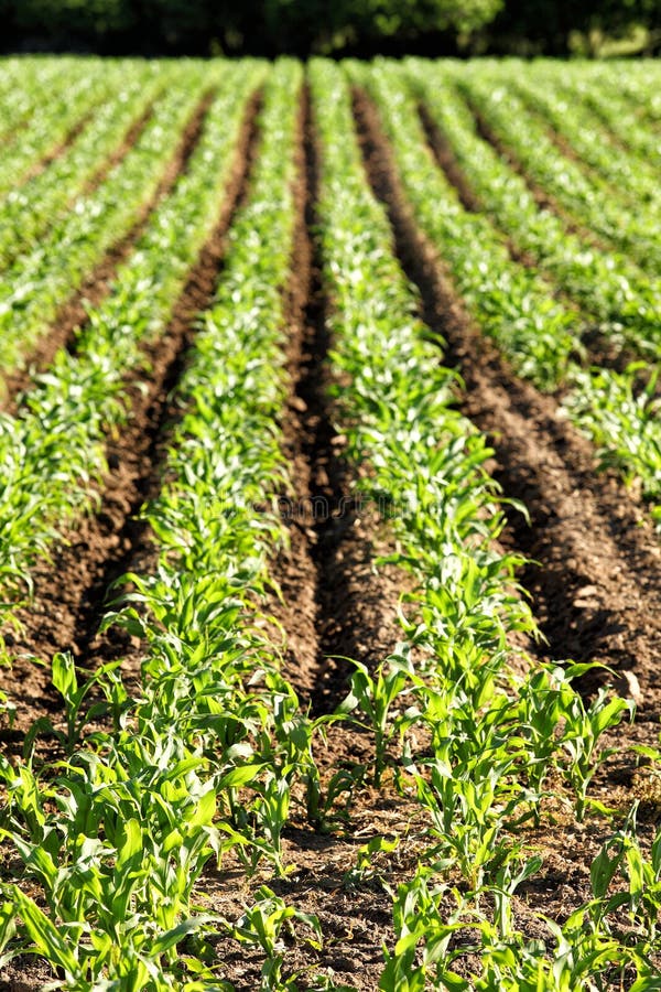Sweet Corn Growing in a Farm Field. Stock Photo - Image of sunny ...