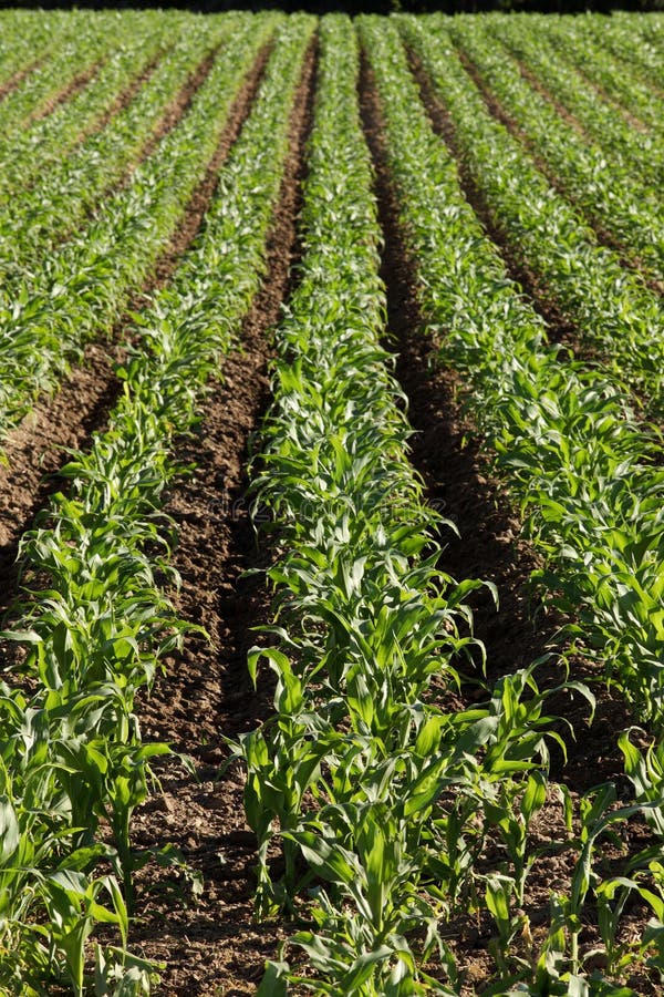 Sweet Corn Growing in a Farm Field. Stock Image - Image of agriculture ...