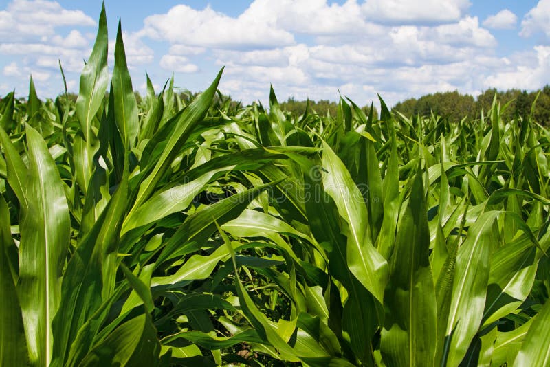Corn field stock image. Image of cultivated, leaf, sunny - 52127925