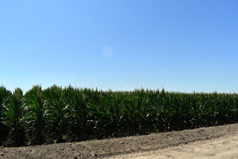 Corn Field Growing Up Green Corn Field Farming Plant Crop Corn Tree ...