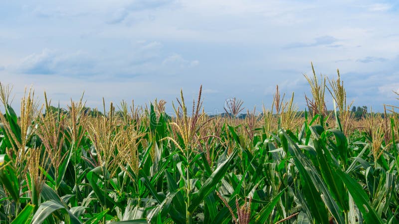 The Corn Field is Growing Where the Rain Clouds are about To Fall ...