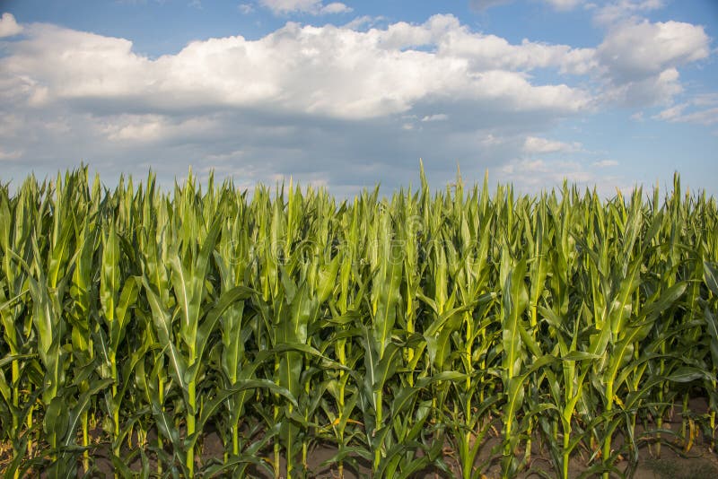 Corn field stock image. Image of light, agriculture, corn - 96051229