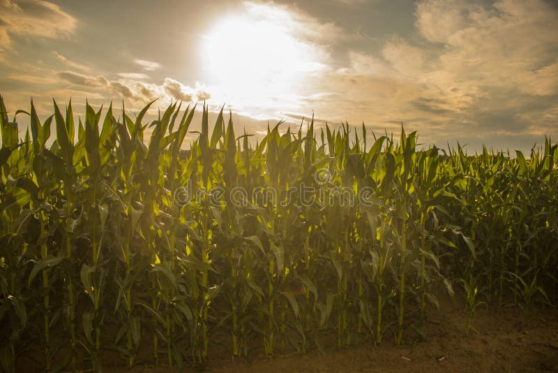 Corn field stock photo. Image of green, outddor, summer - 96051256