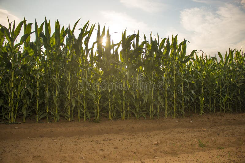 Corn field stock image. Image of light, summer, back - 96051343