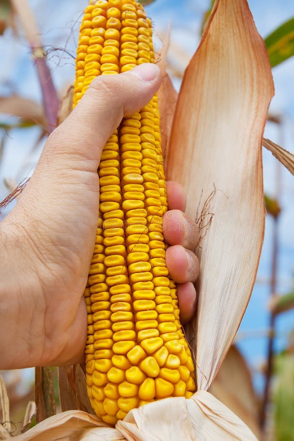Corn field in hand stock image. Image of corn, country - 24925335
