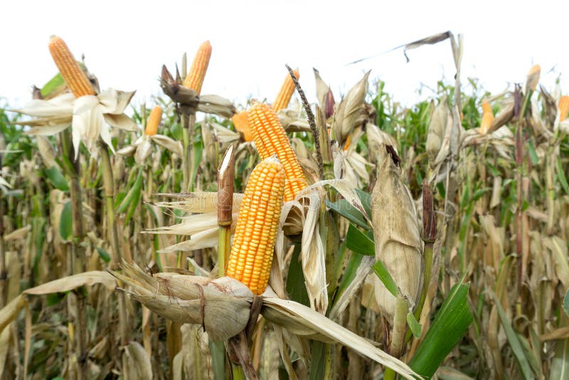 Corn field before harvest stock image. Image of environment - 100933615