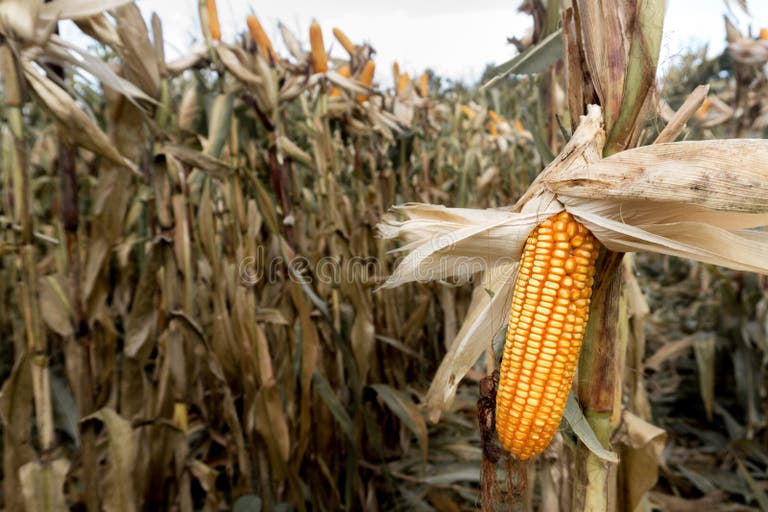 Corn field before harvest stock image. Image of farm - 101271821
