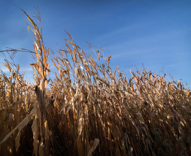 Corn Field at Harvest , Dry Plants Ready for Harvest, Blue Sky Stock ...