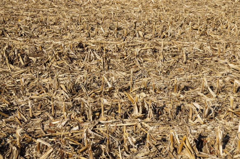 158 Corn Stover Stock Photos - Free & Royalty-Free Stock Photos from ...