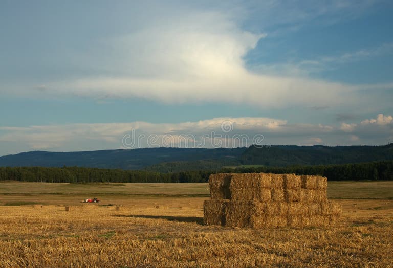 Corn Field after Harvest Straw Stack, Early Evenin Stock Photo - Image ...