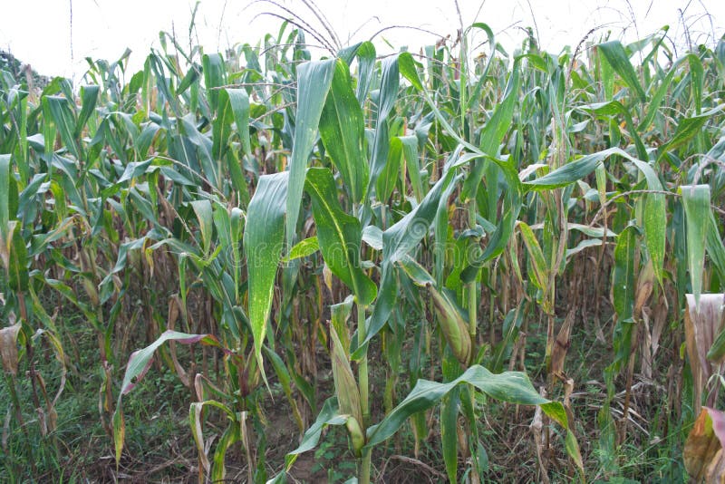 Corn field stock image. Image of food, popcorn, grain - 33563359