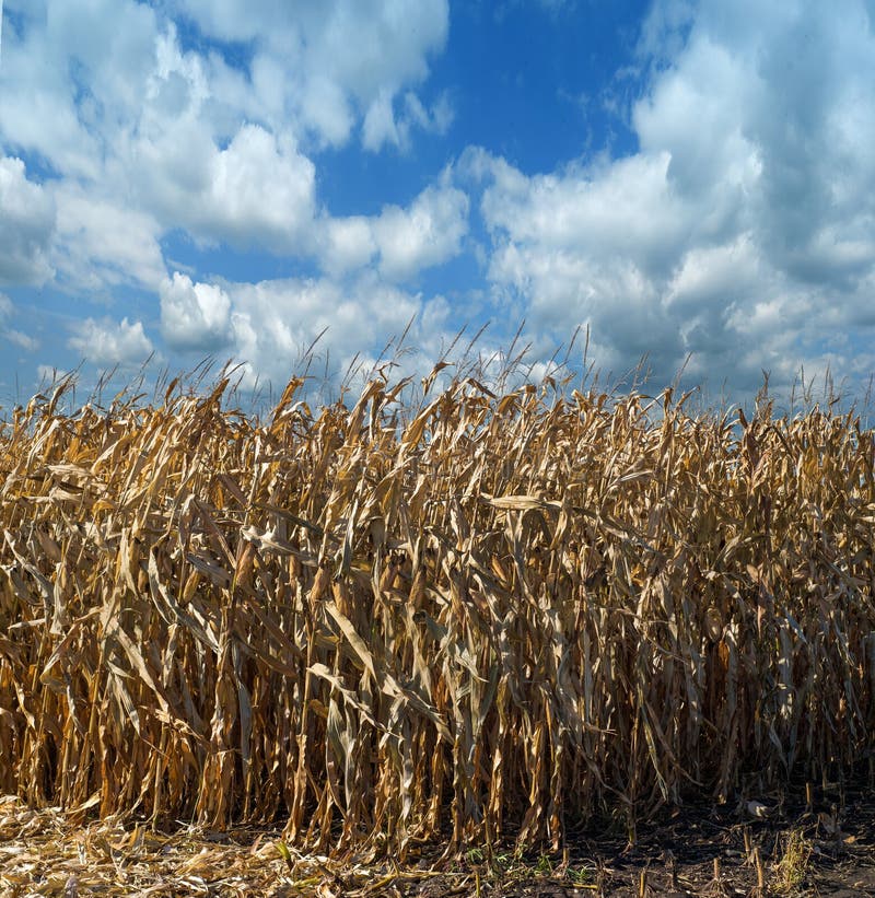 A Corn Field at Harvest Time, Dry Plants and a Beautiful Sky with Clouds Stock Image - Image of ...