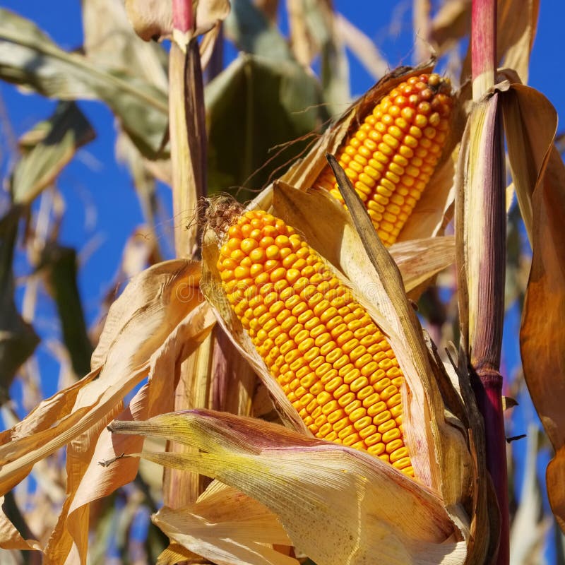Corn stock image. Image of sweet, maize, rural, countryside - 35438773