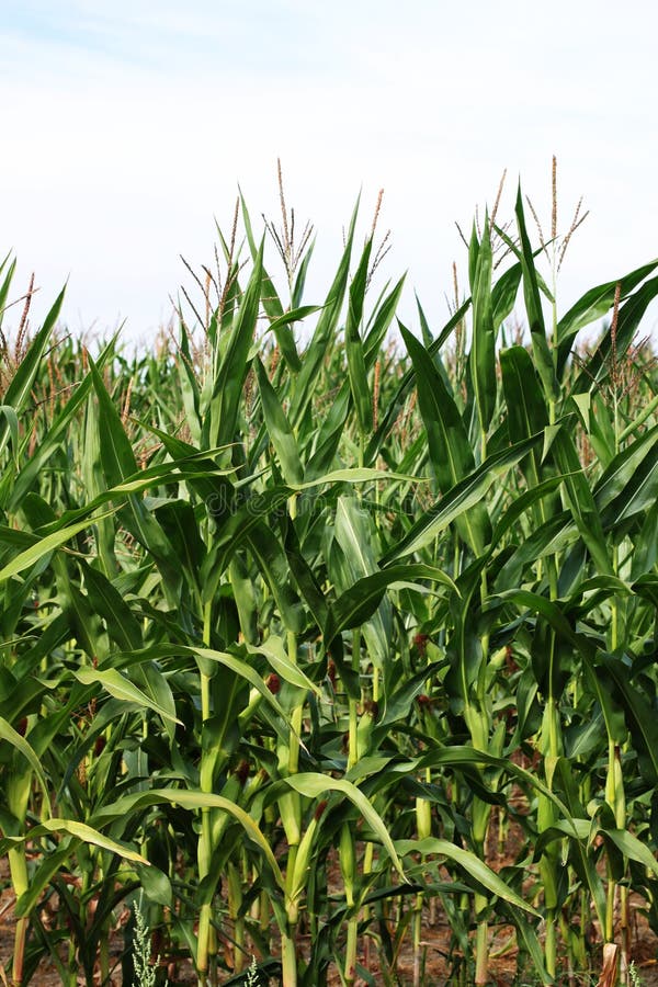 Corn Field at Harvest Time stock photo. Image of factory - 35108636