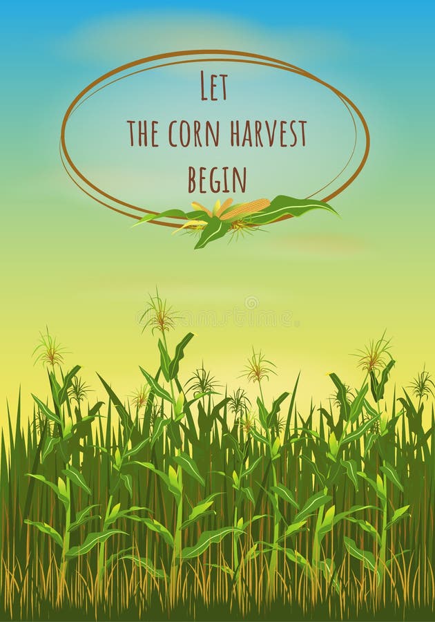 Corn Field. Corn Harvest Time. Vector Poster with Title in Frame. Stock ...