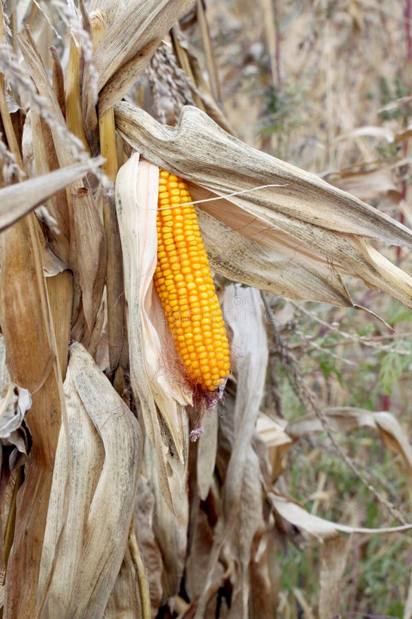 Corn field at harvest time stock image. Image of grow - 35891111