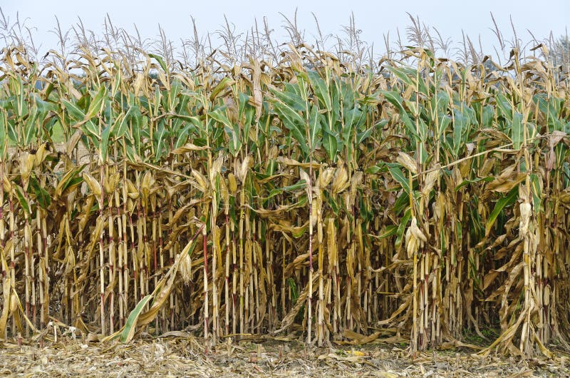Corn Field before Harvesting Stock Image - Image of farm, harvest: 45550661