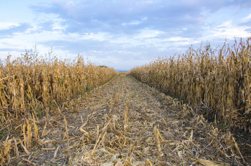 Corn field stock image. Image of blue, harvesting, corn - 63879949