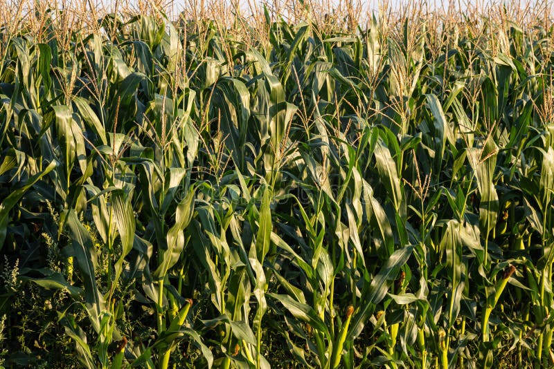 Corn Field Have Flowers Crane View Sun Light Stock Image - Image of ...