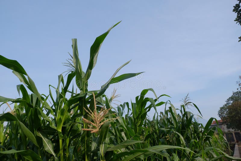 Corn Field Have Flowers View Sun Light in the Morning Stock Image ...