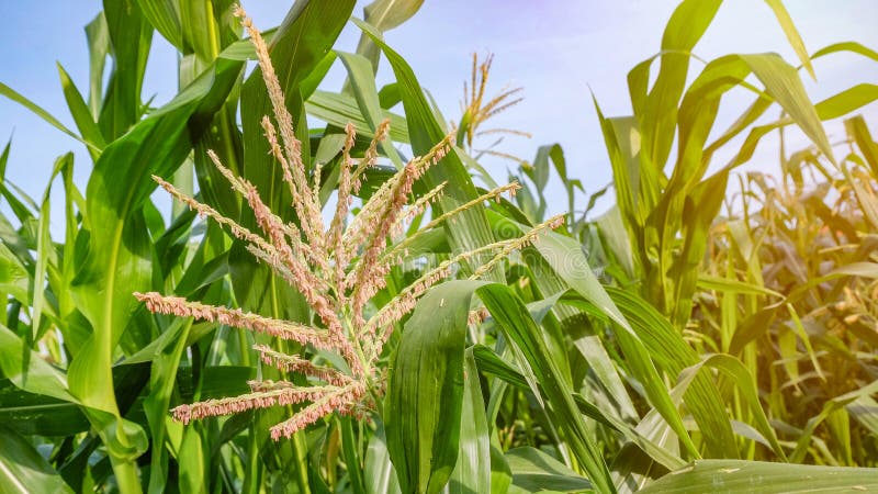 Corn Field Have Flowers View Sun Light in the Morning Stock Photo ...