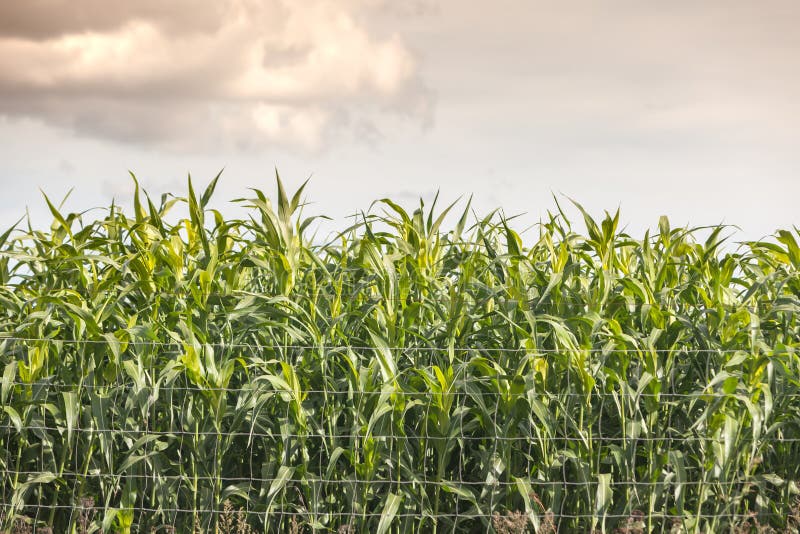 Corn field stock image. Image of corn, fresh, environment - 173964125