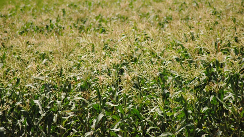 Corn field stock image. Image of exotic, purple, love - 45186537