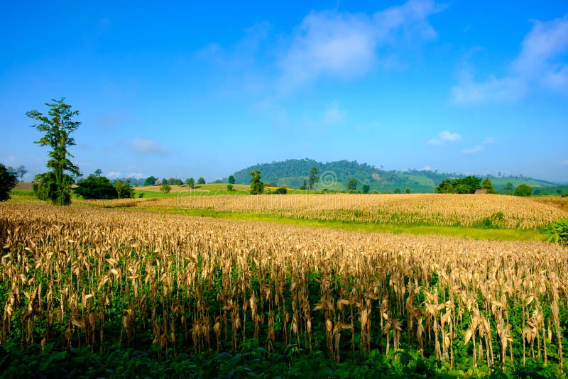 Field with Hill at My Village Stock Photo - Image of grassland, soil ...