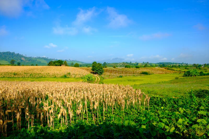 Corn field hill blue sky stock image. Image of fields - 81156781