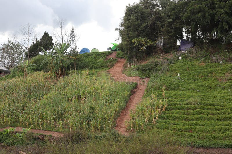 Corn field on the hill stock image. Image of farm, meadow - 262885451