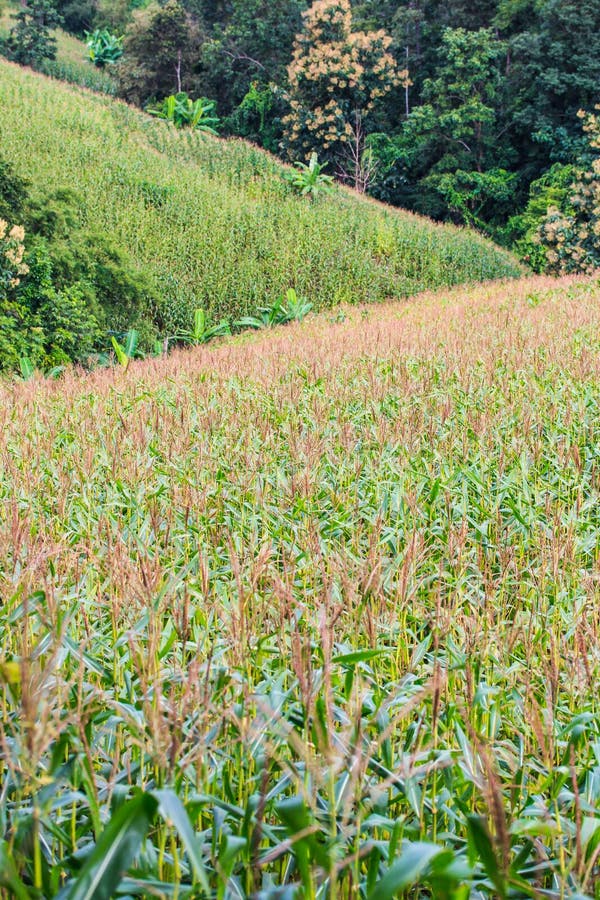 Corn field stock photo. Image of nature, corn, farmland - 37362686