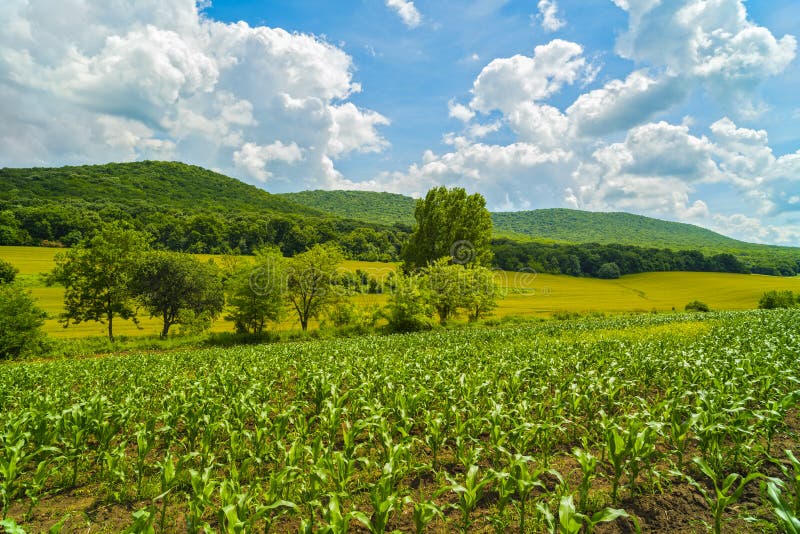Corn field on a hill stock photo. Image of grass, farmland - 94886128
