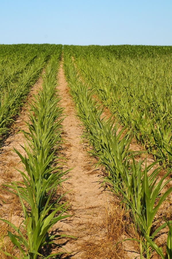 Crops, Hill Covered with Rows of Young Corn Stock Photo - Image of ...
